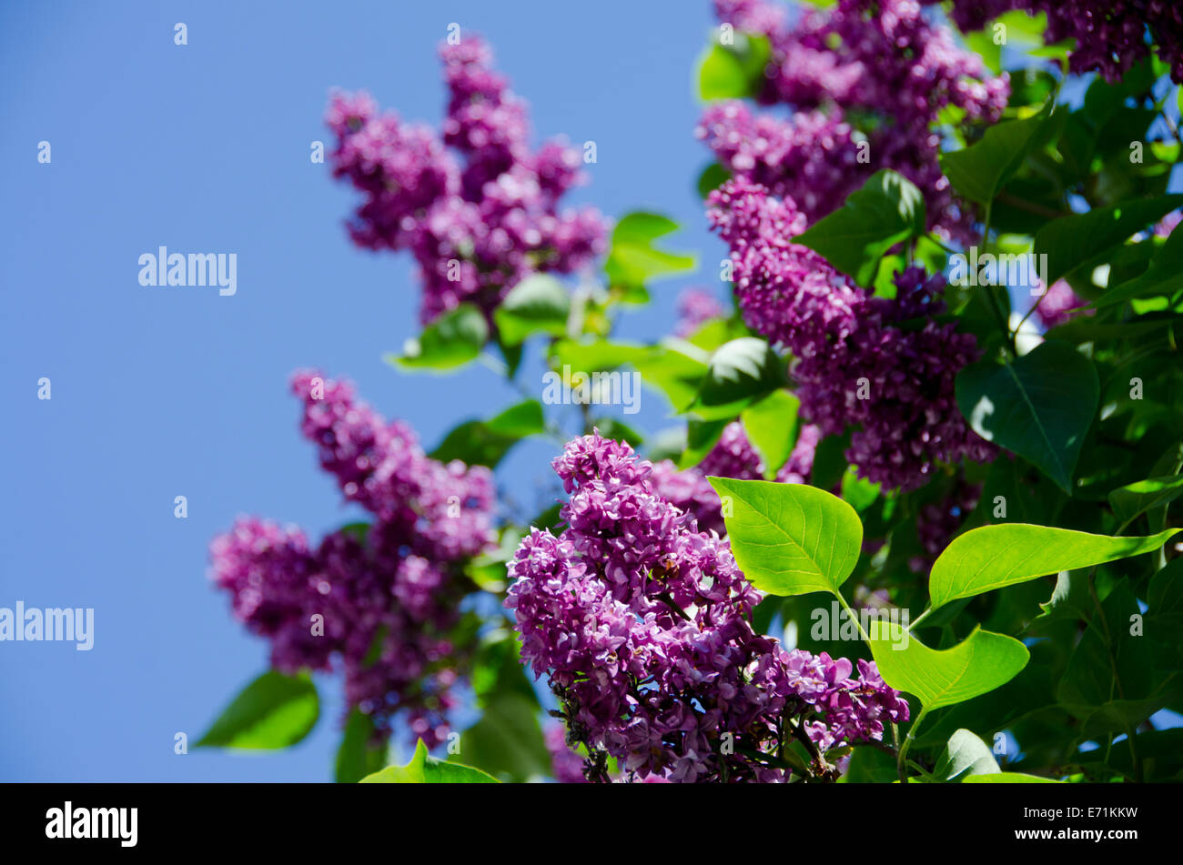 USA, Michigan, Lake Michigan, Mackinac Island. Detail of lilac flowers ...