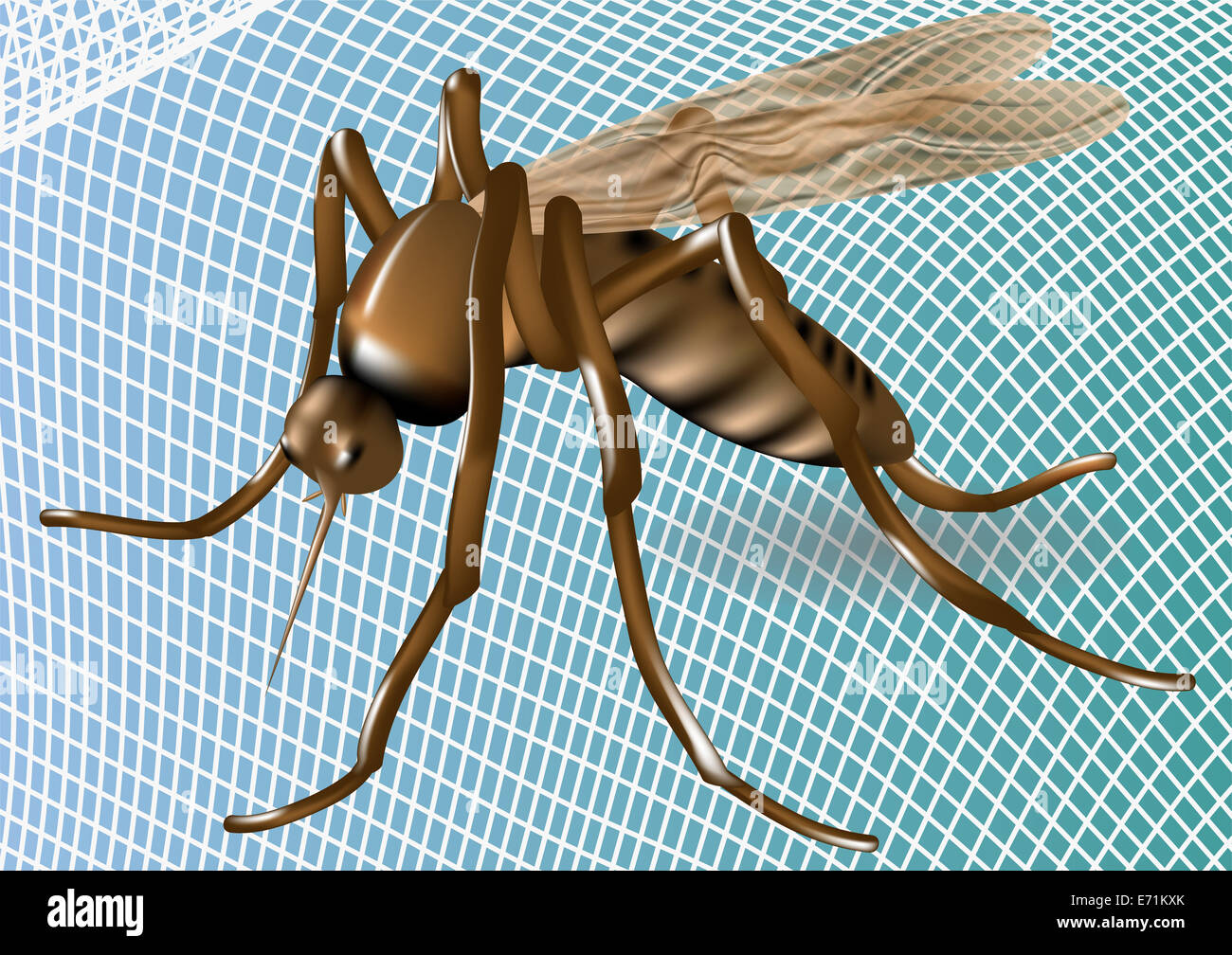 mosquito net with mosquito Stock Photo - Alamy