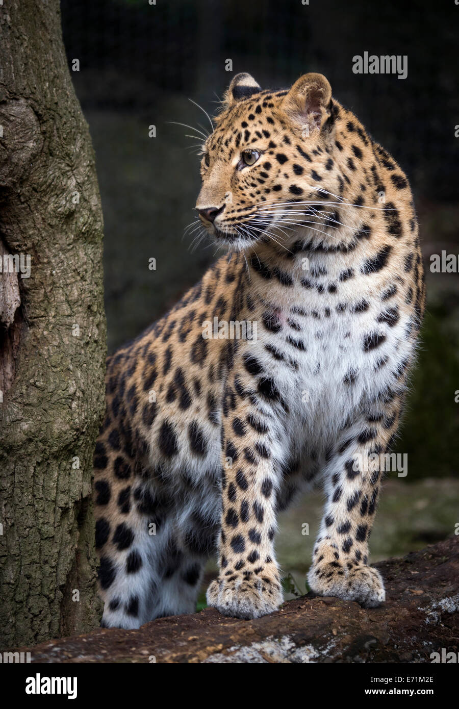 Female Amur leopard standing by tree Stock Photo - Alamy