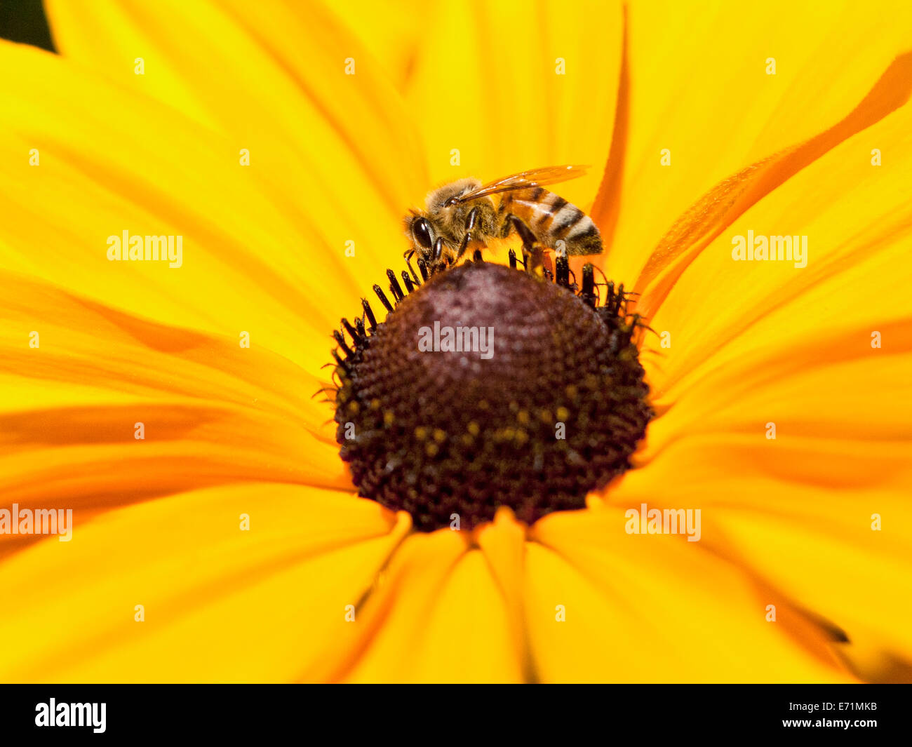 Bug eyed bee hi-res stock photography and images - Alamy