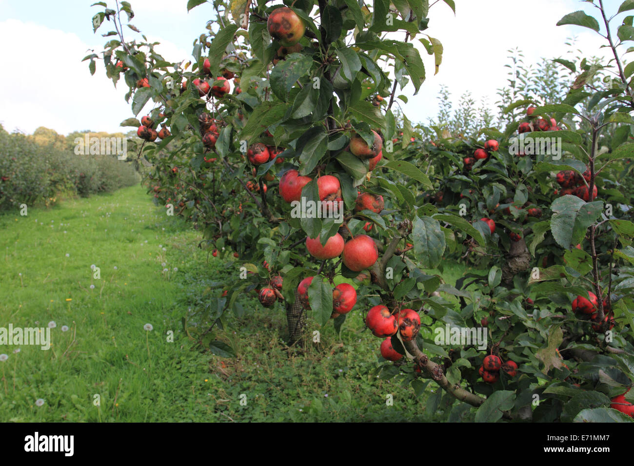 Fertilizer tree hi-res stock photography and images - Alamy