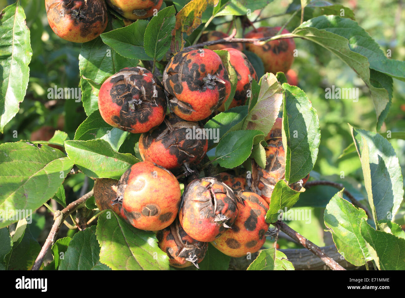 Apple farm, Archard, apple on the tree, Norfolk, UK Stock Photo - Alamy