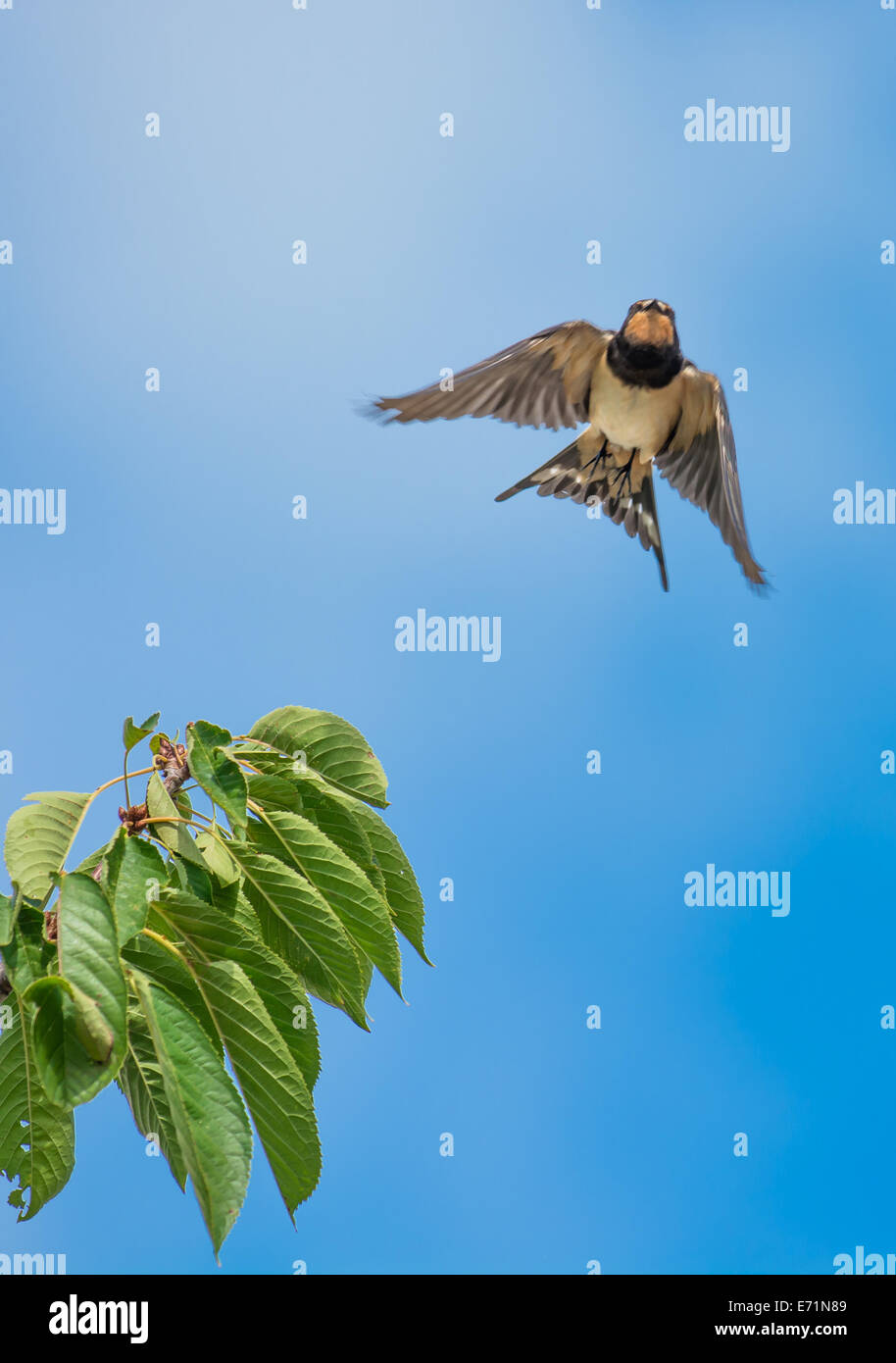 Swallow Starts To Fly From A Cherry Tree Branch Stock Photo - Alamy