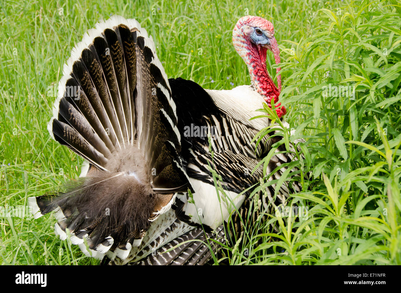 USA, New York, Cooperstown, Farmers' Museum. Domestic tom turkey ...
