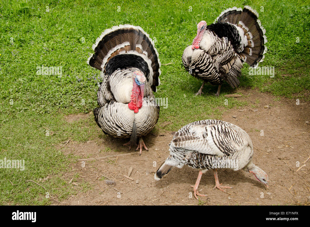 USA, New York, Cooperstown, Farmers' Museum. Domestic tom and hen ...