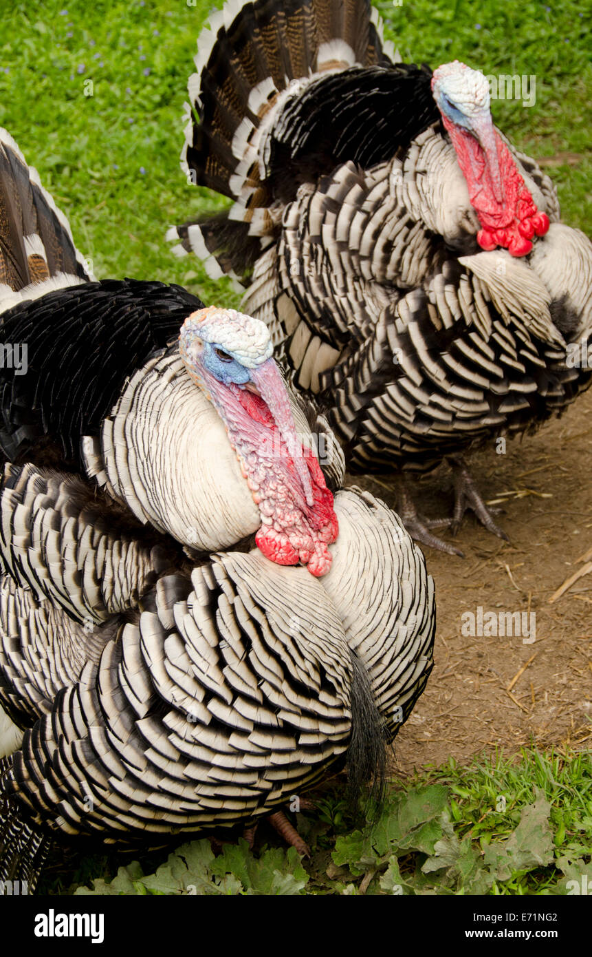 USA, New York, Cooperstown, Farmers' Museum. Two tom turkeys, courtship ...