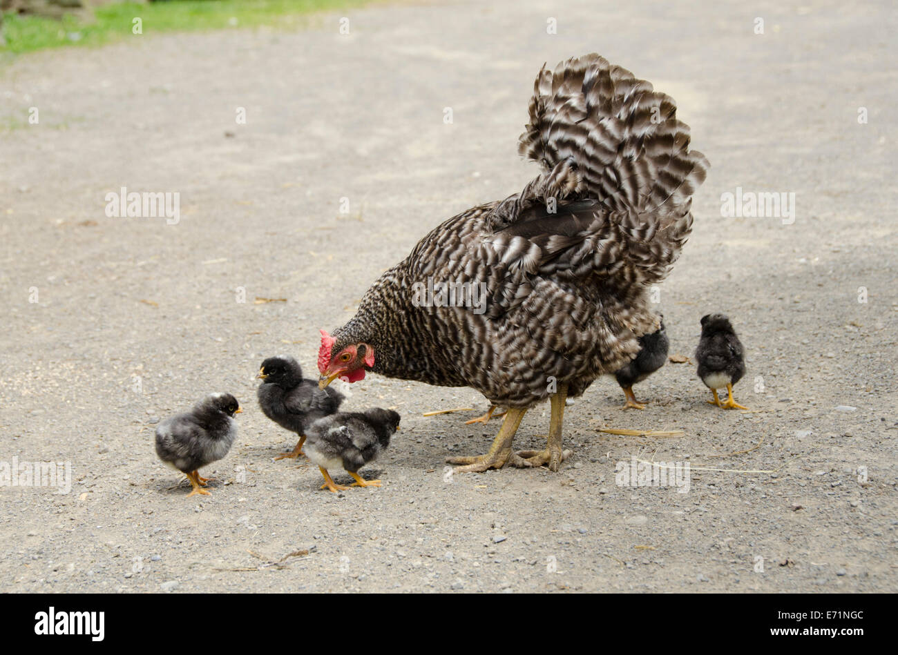 Poultry farm chicks usa hi-res stock photography and images - Alamy