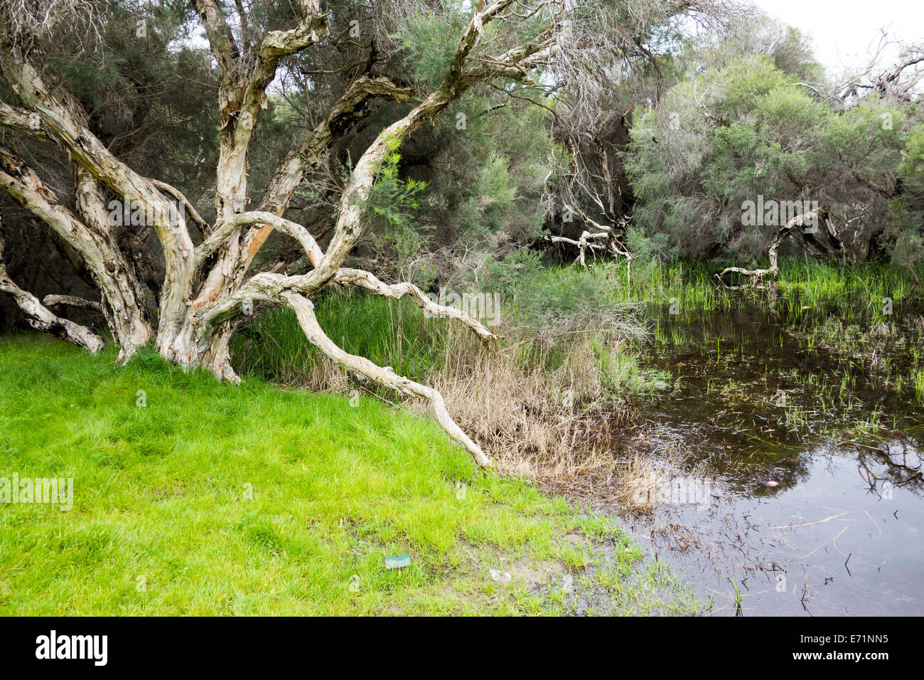 Star Swamp Perth Western Australia Stock Photo - Alamy