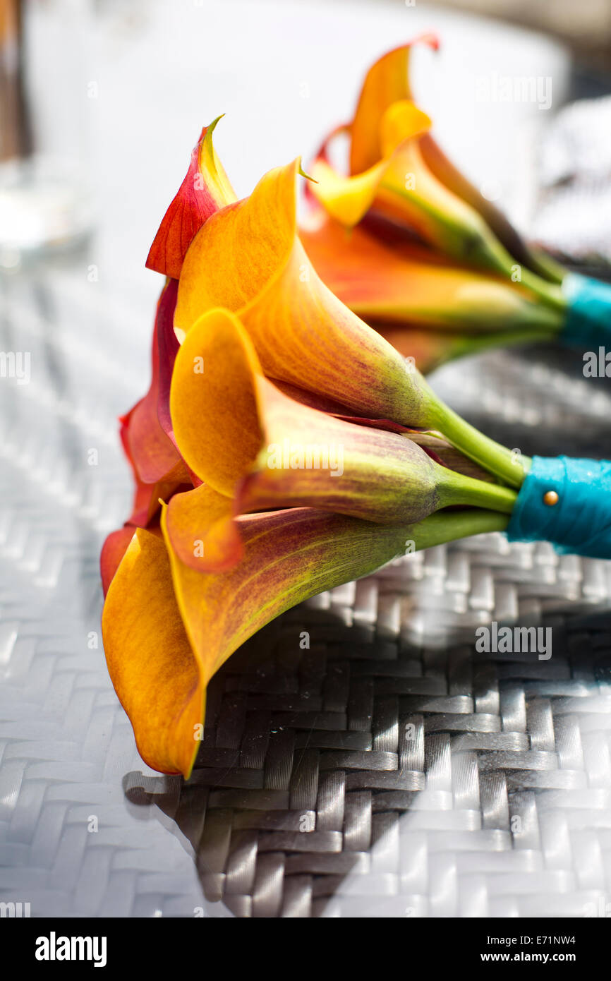 A bouquet of orange Flame Calla Lilies resting on a table held together ...