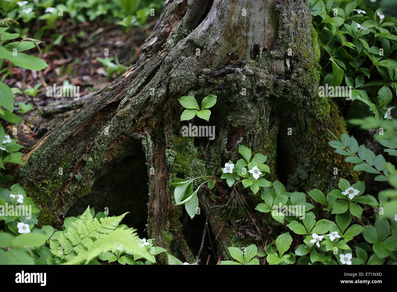An old tree trunk with wild flowers growing on it on Isle Royale ...