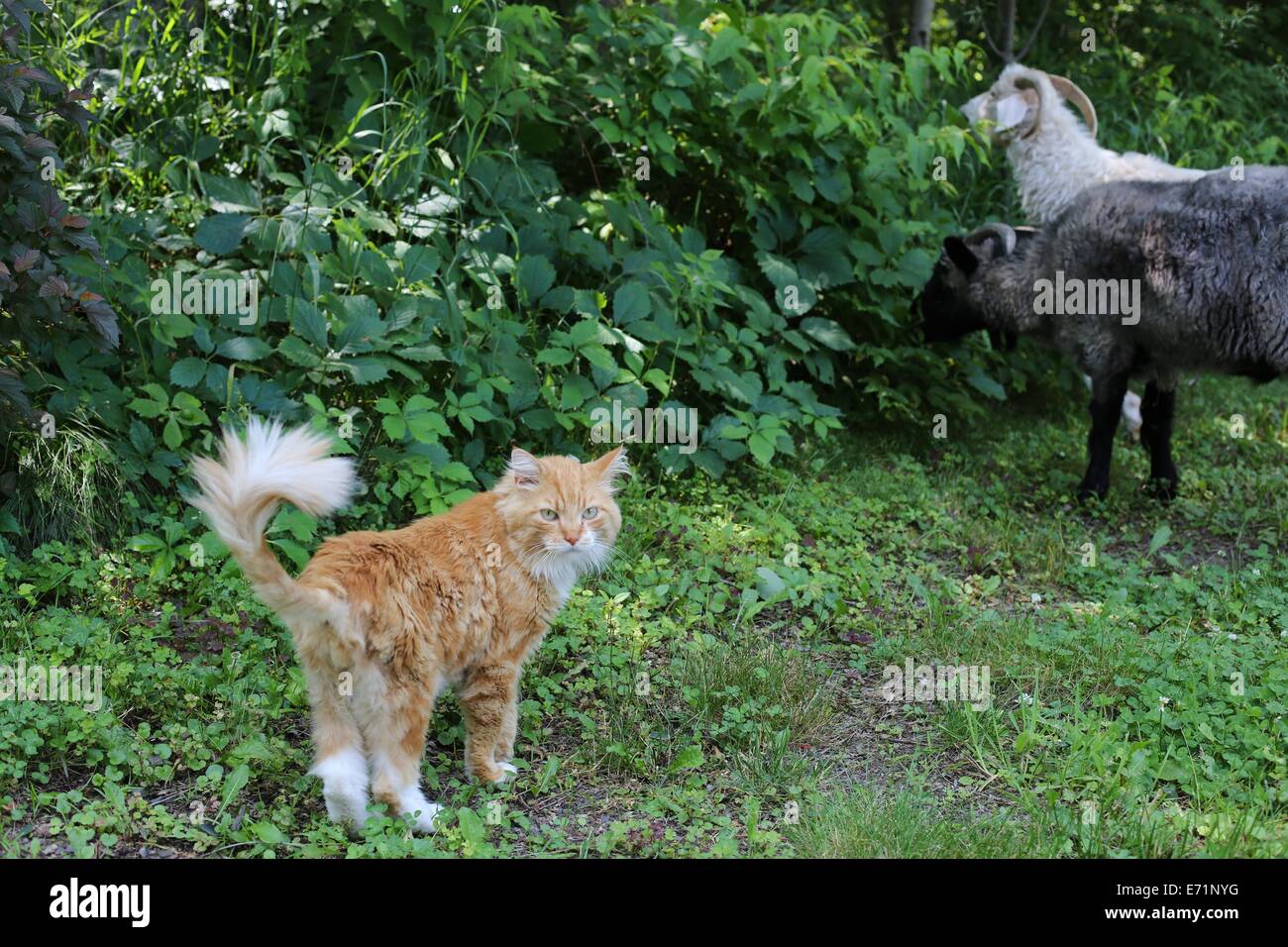 Cat and goat hi-res stock photography and images - Alamy