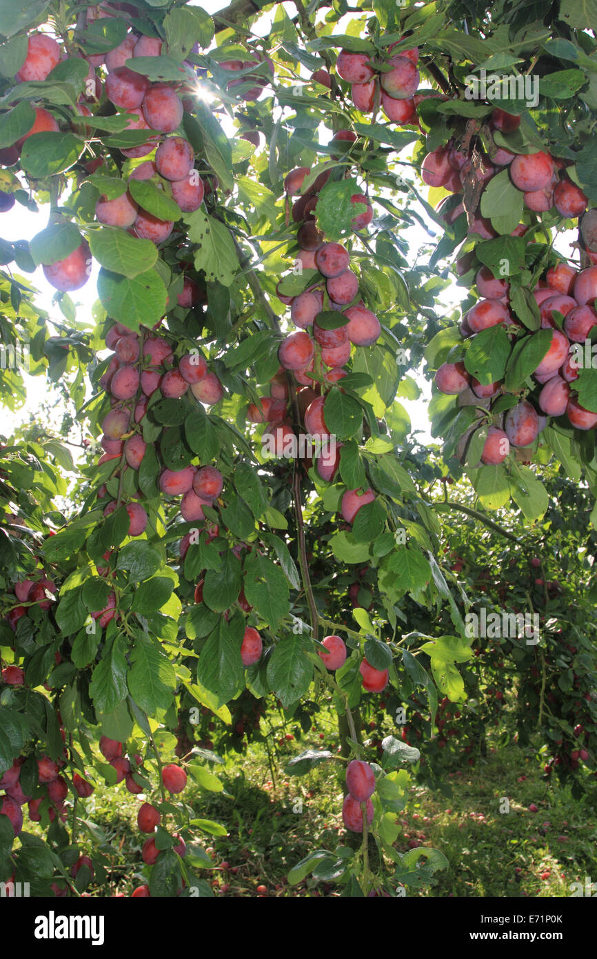 Riped plums hi-res stock photography and images - Alamy