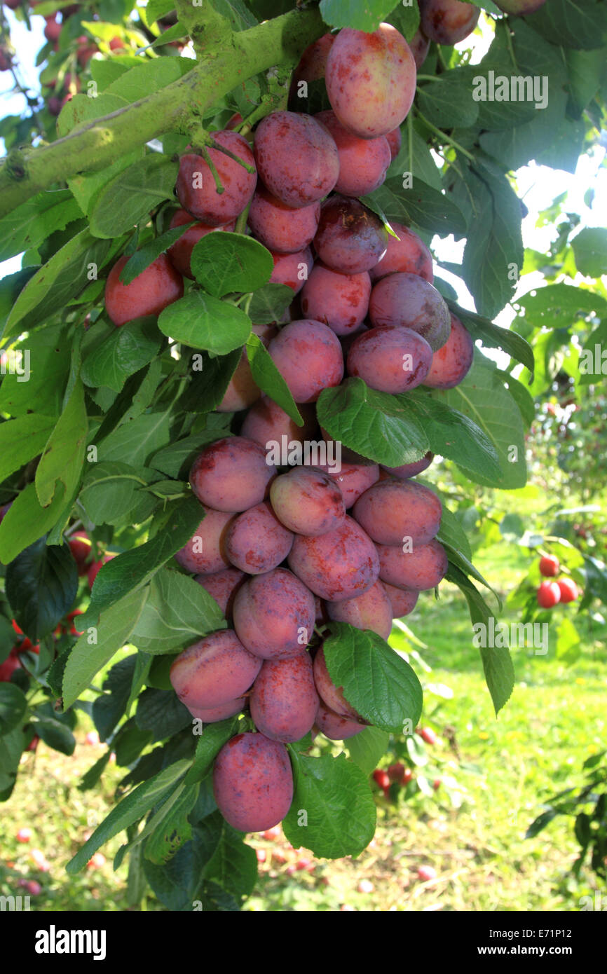 Riped plums in farm unpicked, Norfolk, UK Stock Photo - Alamy