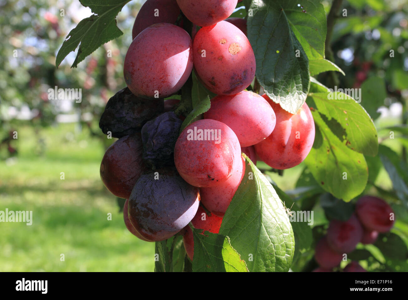 Unpicked plums fruit hi-res stock photography and images - Alamy