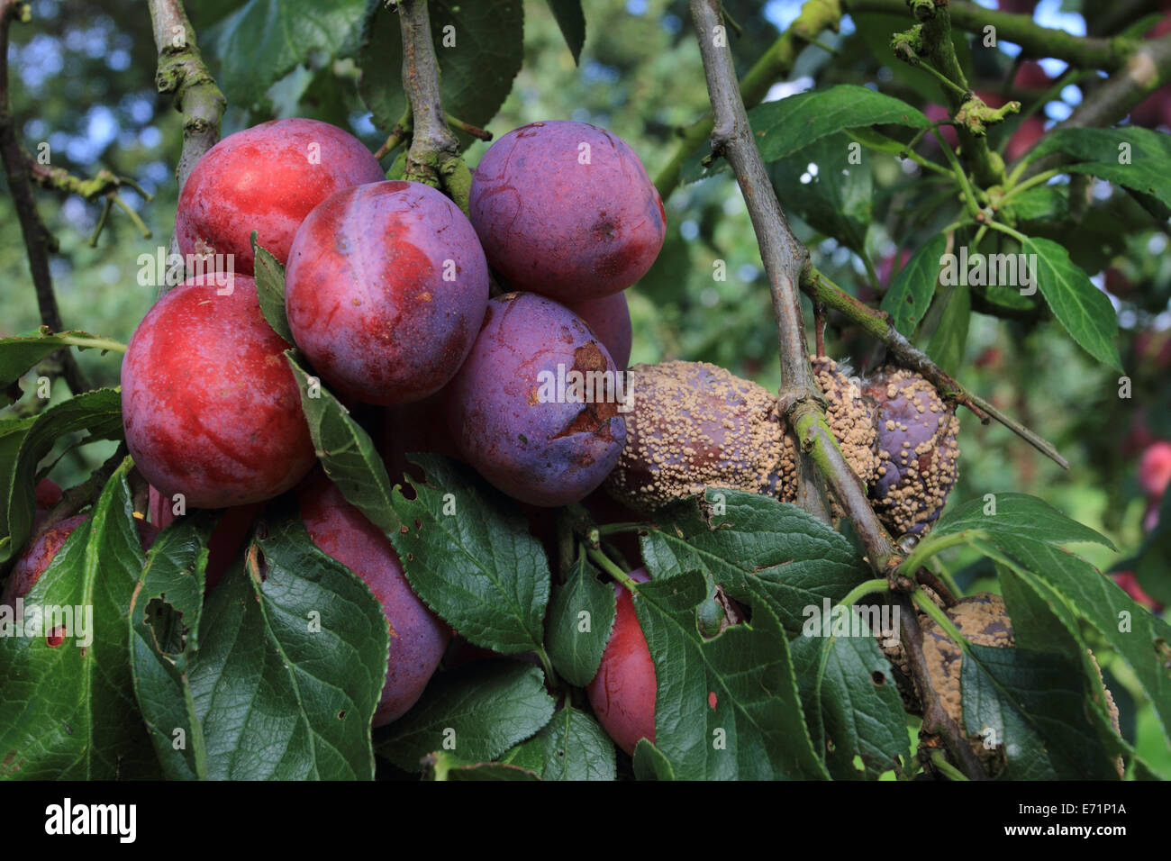 Plum tree uk hi-res stock photography and images - Alamy