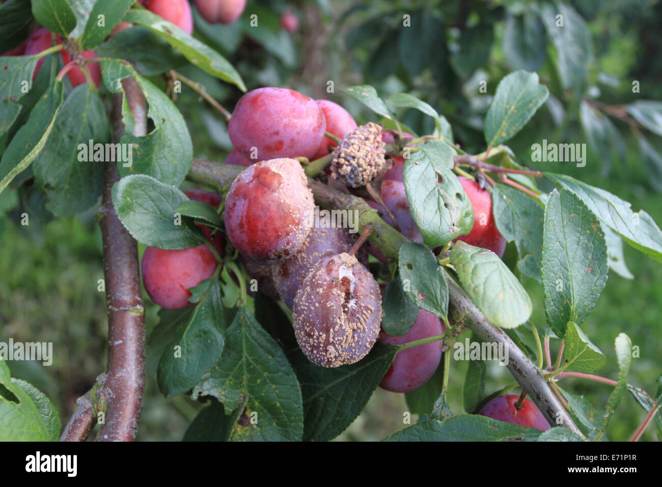 Rotten plum hi-res stock photography and images - Alamy