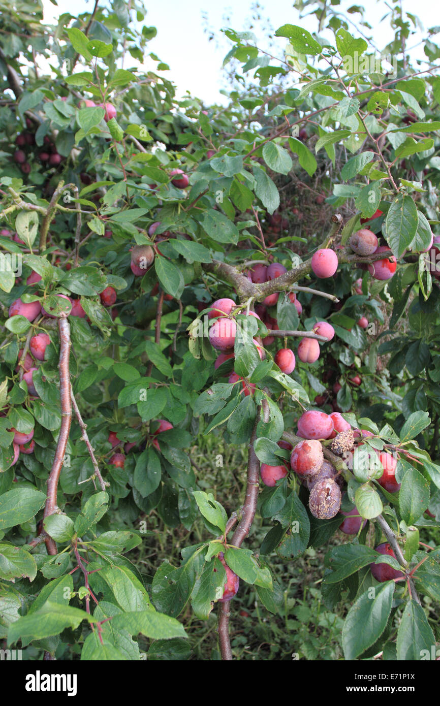Riped plums hi-res stock photography and images - Alamy