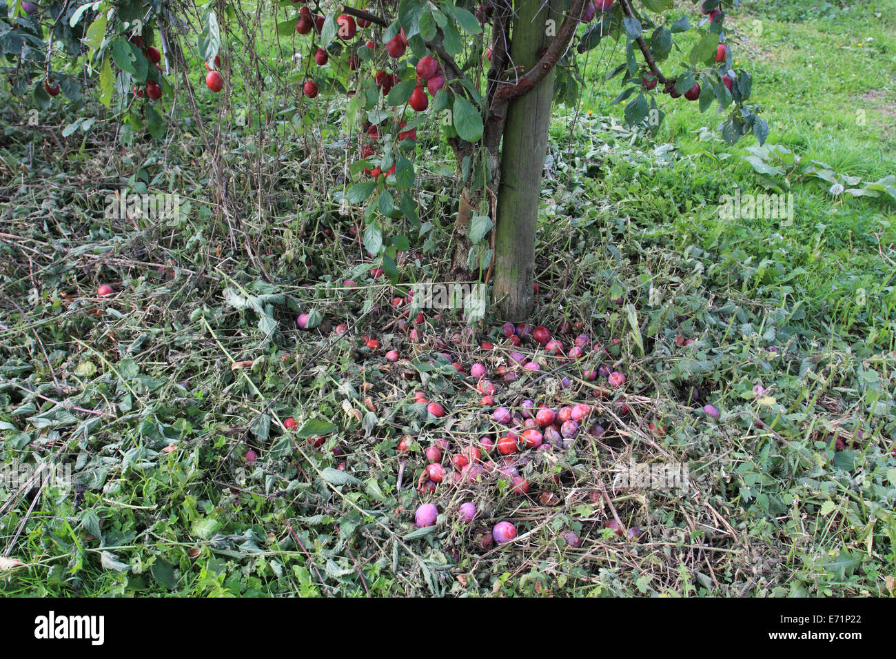 Unpicked plums fruit hi-res stock photography and images - Alamy