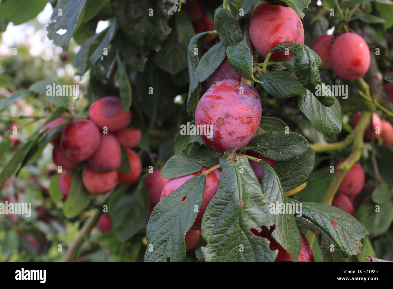 Riped plums in farm unpicked, Norfolk, UK Stock Photo - Alamy