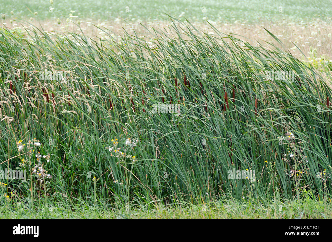 Canada swamp in summer hi-res stock photography and images - Alamy