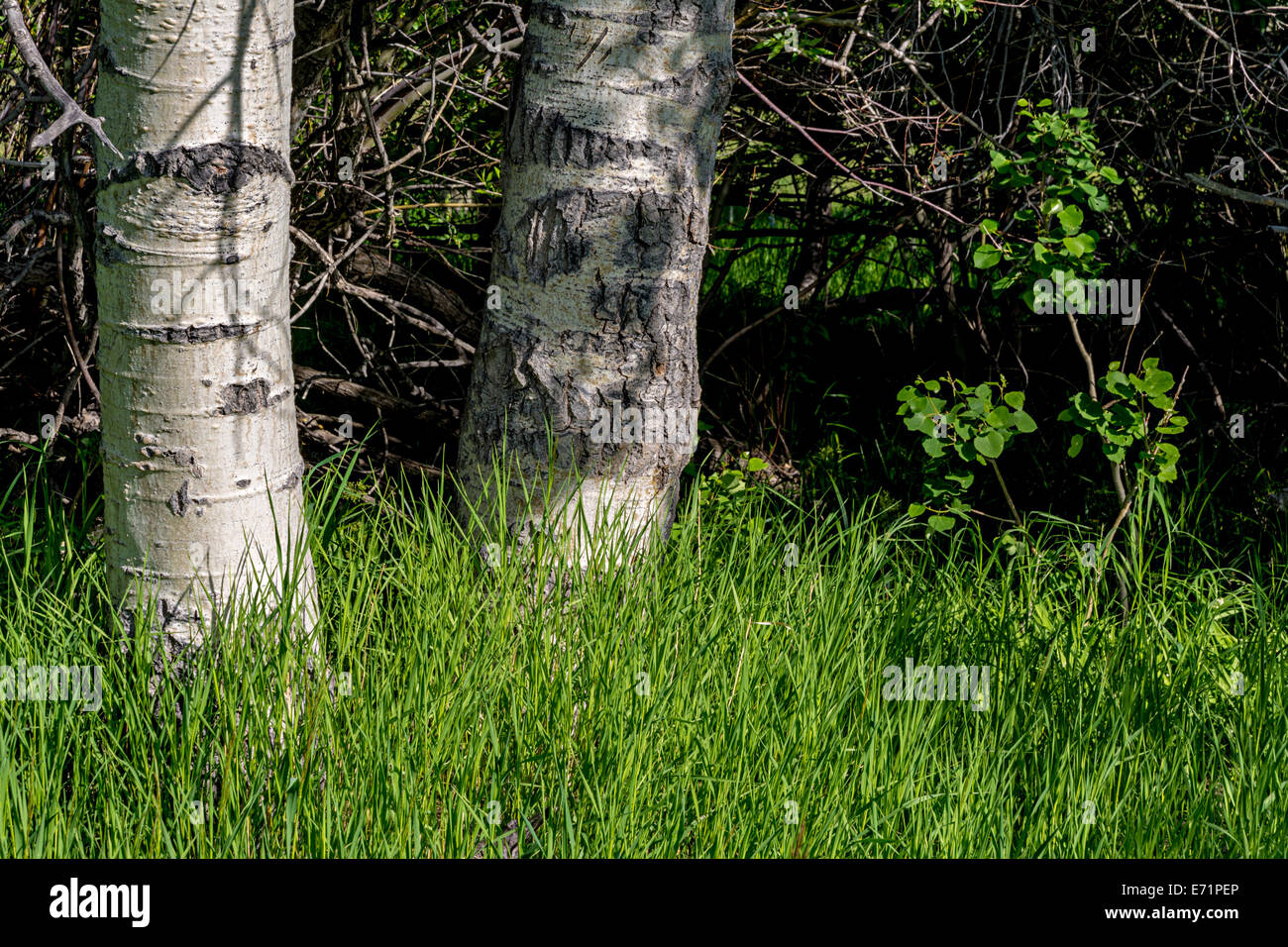 Aspen and prairie hi-res stock photography and images - Alamy
