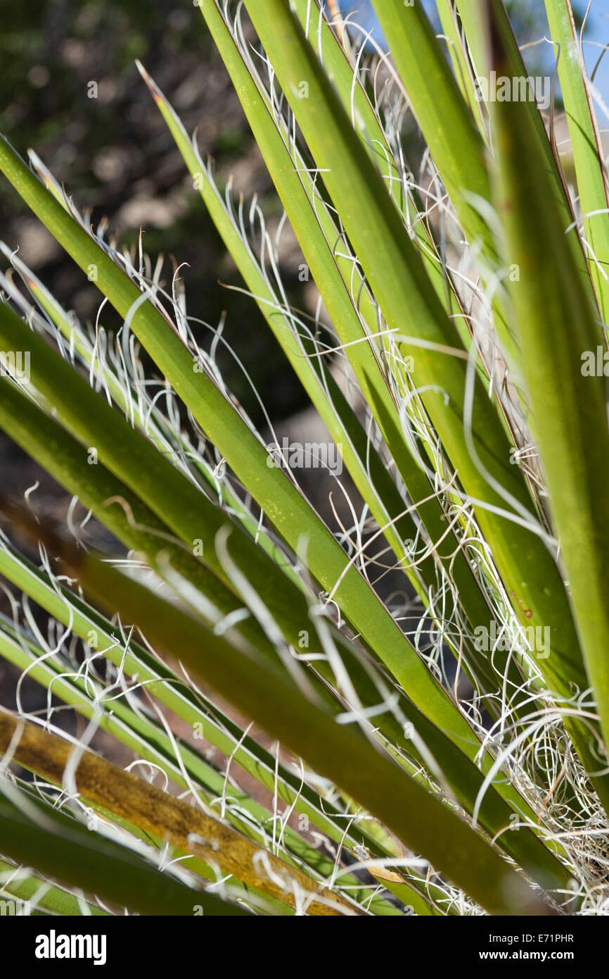 Mojave Yucca leaves close up (Yucca schidigera) - Mojave, California ...