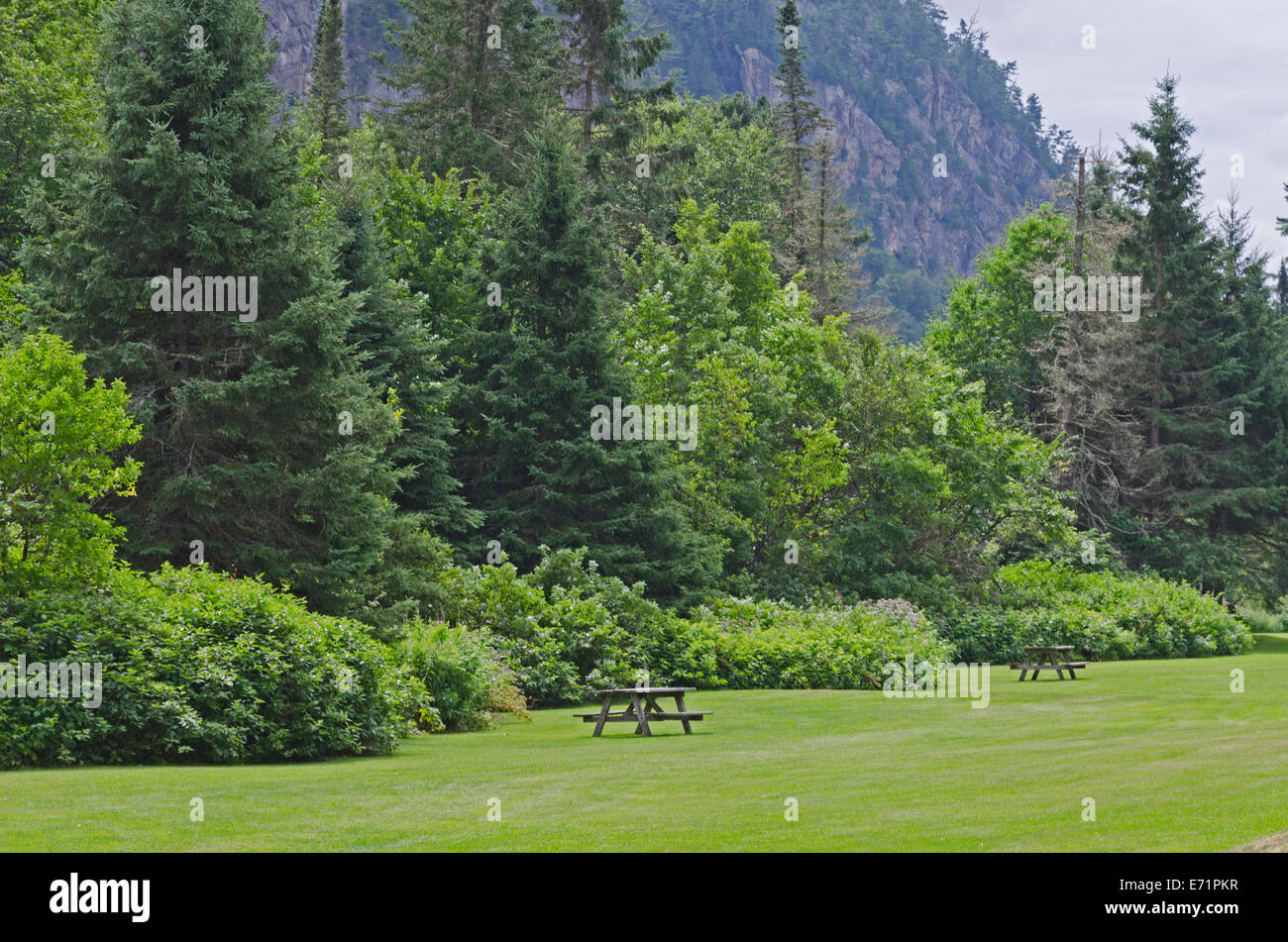 Picnic on the summer meadow under the tree hi-res stock photography and ...