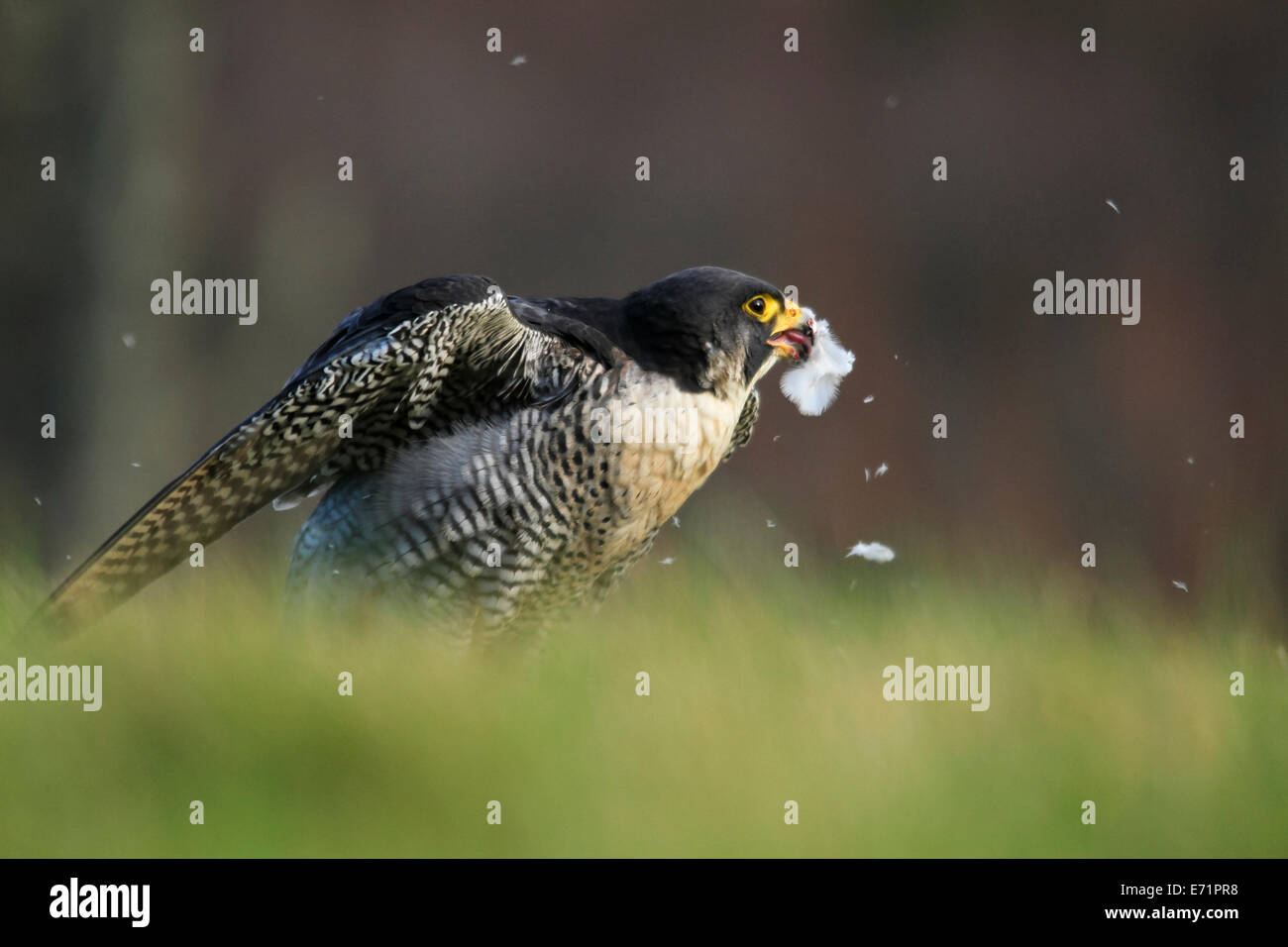 Peregrine falcon hunting hi-res stock photography and images - Alamy