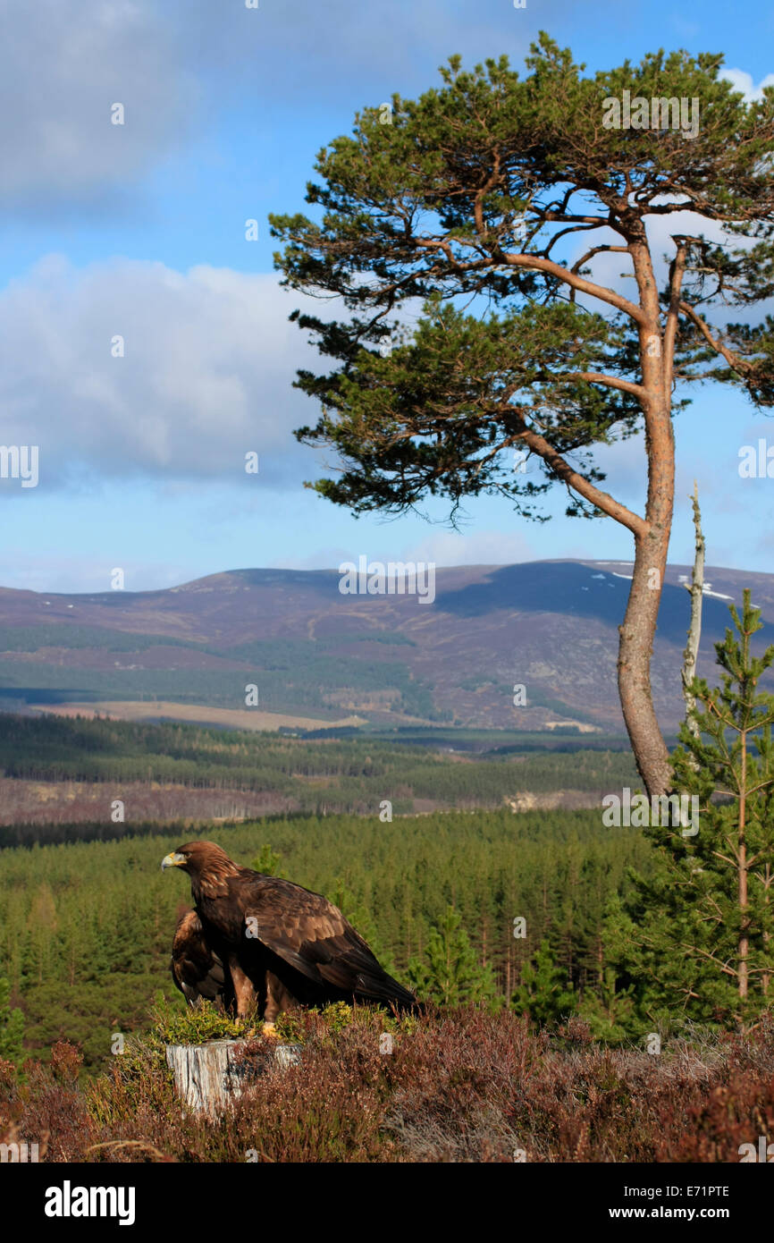 Golden Eagle in Highlands of Scotland Stock Photo - Alamy