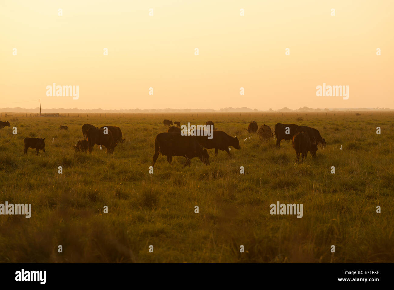 Free range cattle farm - California USA Stock Photo - Alamy