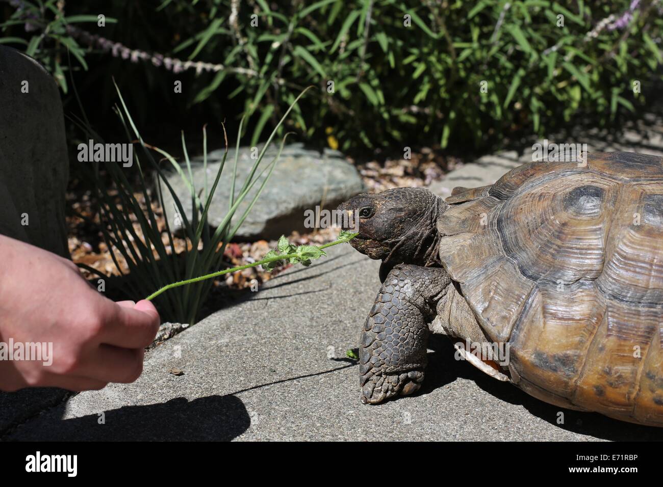 Tortoise eating flower hi-res stock photography and images - Alamy