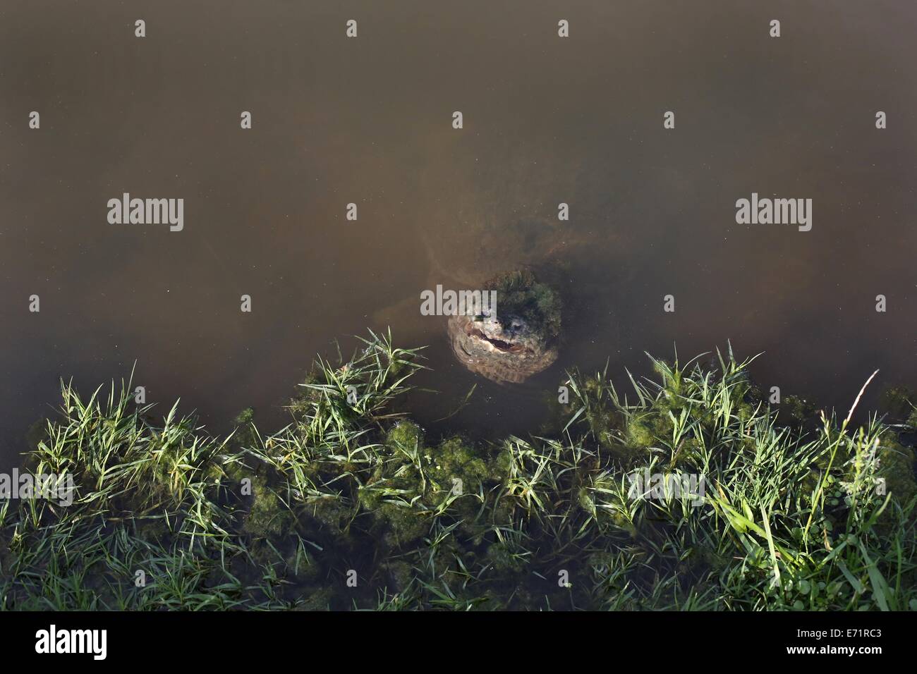 Turtle in a pond hi-res stock photography and images - Alamy