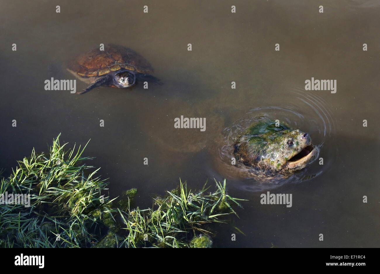 Snapping turtles hi-res stock photography and images - Alamy