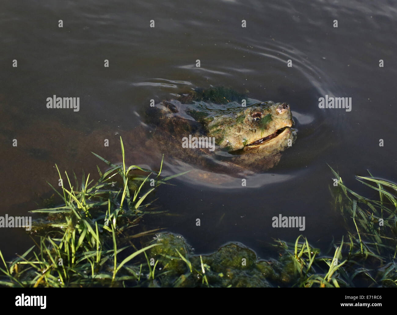 Swimming snapping turtle hi-res stock photography and images - Alamy