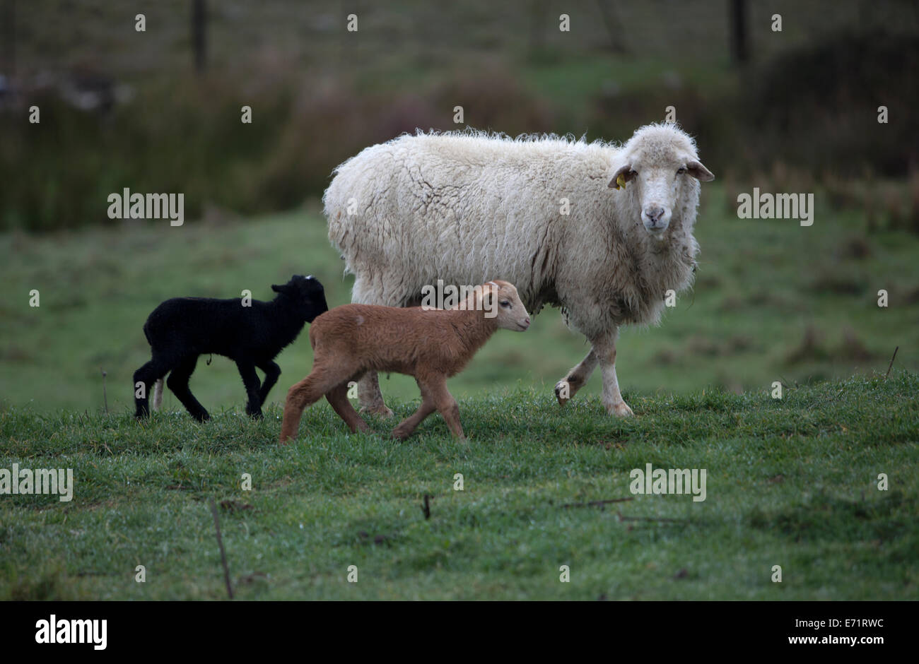 A sheep walks with her lambs in a green field in Villaluenga del ...
