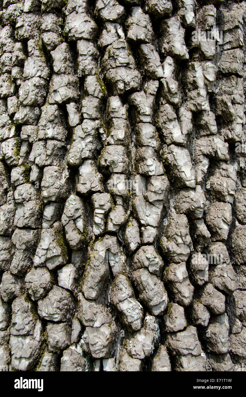 USA, Tennessee, Nashville. The Hermitage, historic plantation of US ...