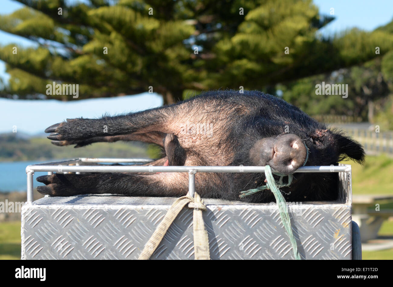 New Zealand Pigs High Resolution Stock Photography and Images - Alamy