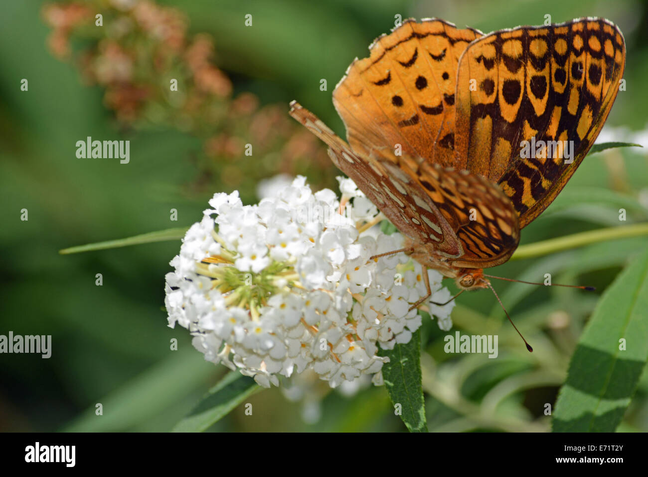 butterfly great spangled fritillary Stock Photo - Alamy