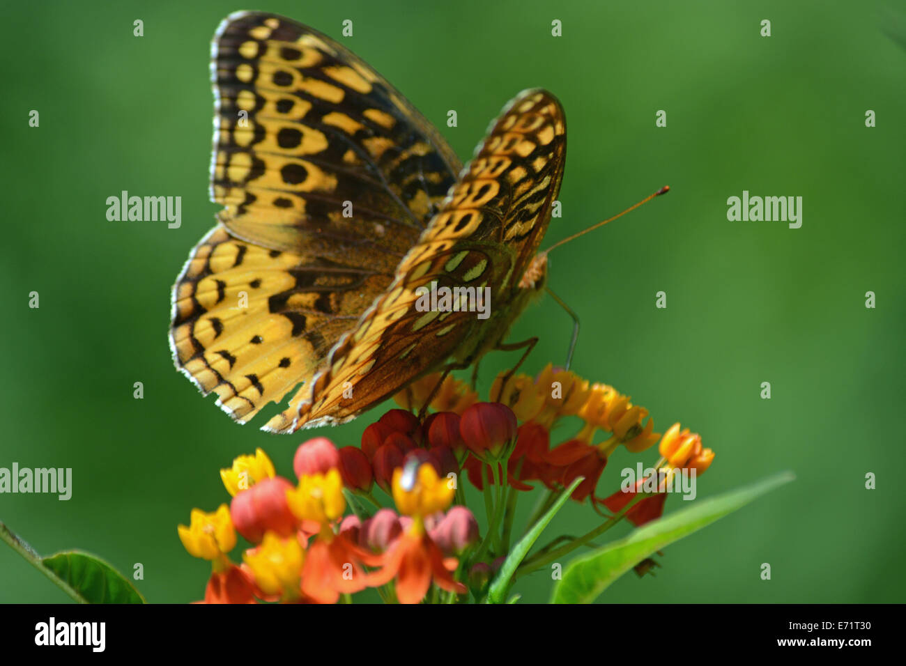 butterfly great spangled fritillary Stock Photo - Alamy