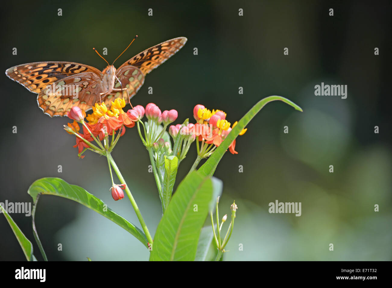butterfly great spangled fritillary Stock Photo - Alamy