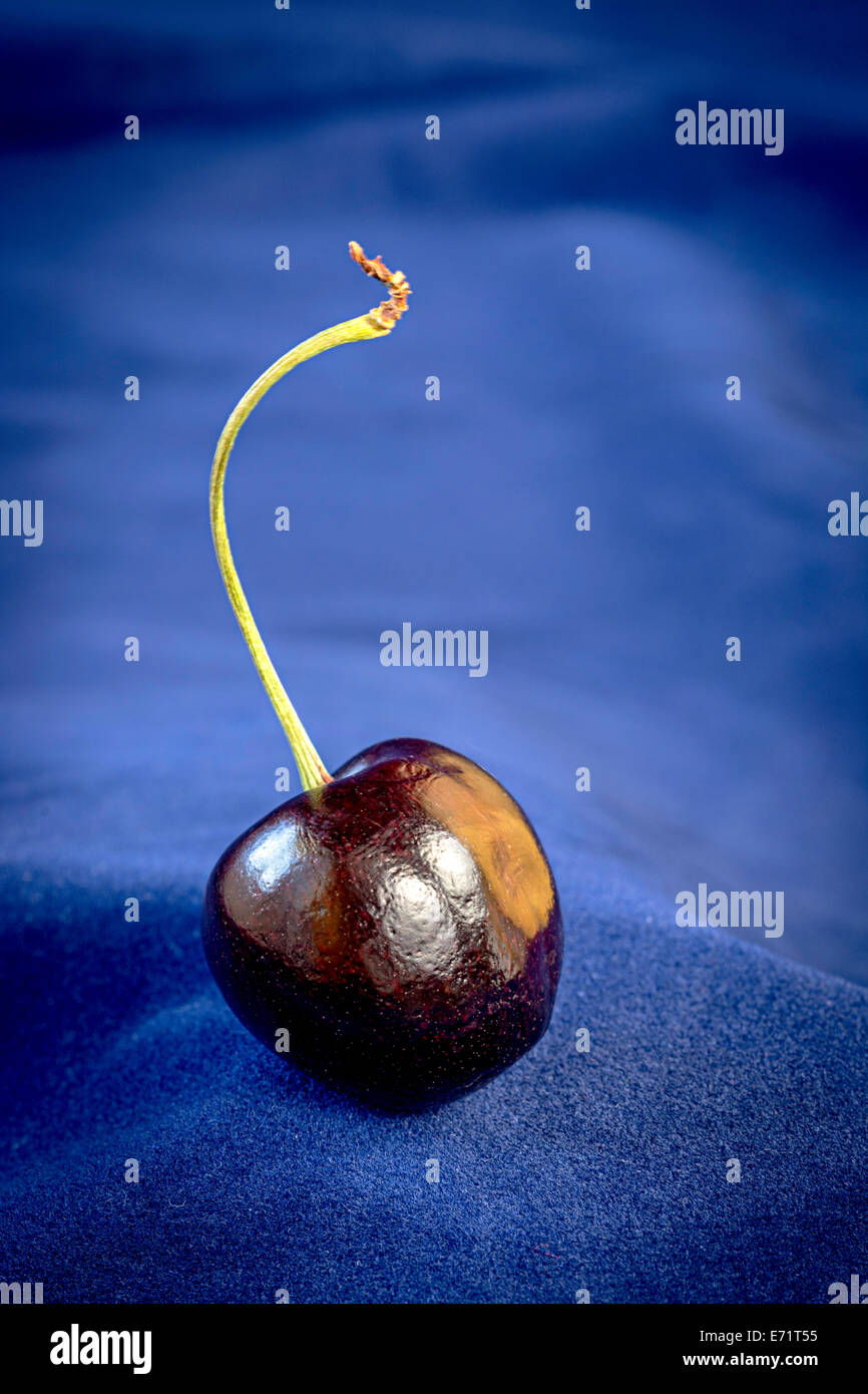 Single cherry with a stem on blue Stock Photo - Alamy