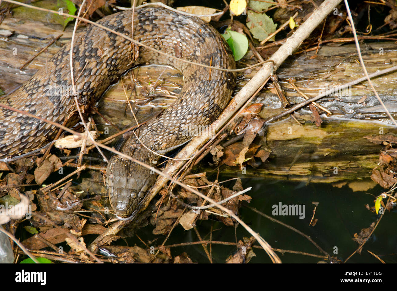 Diamondback water snake hi-res stock photography and images - Alamy