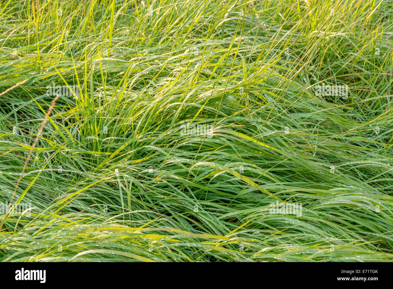 Green grass in nature hi-res stock photography and images - Alamy