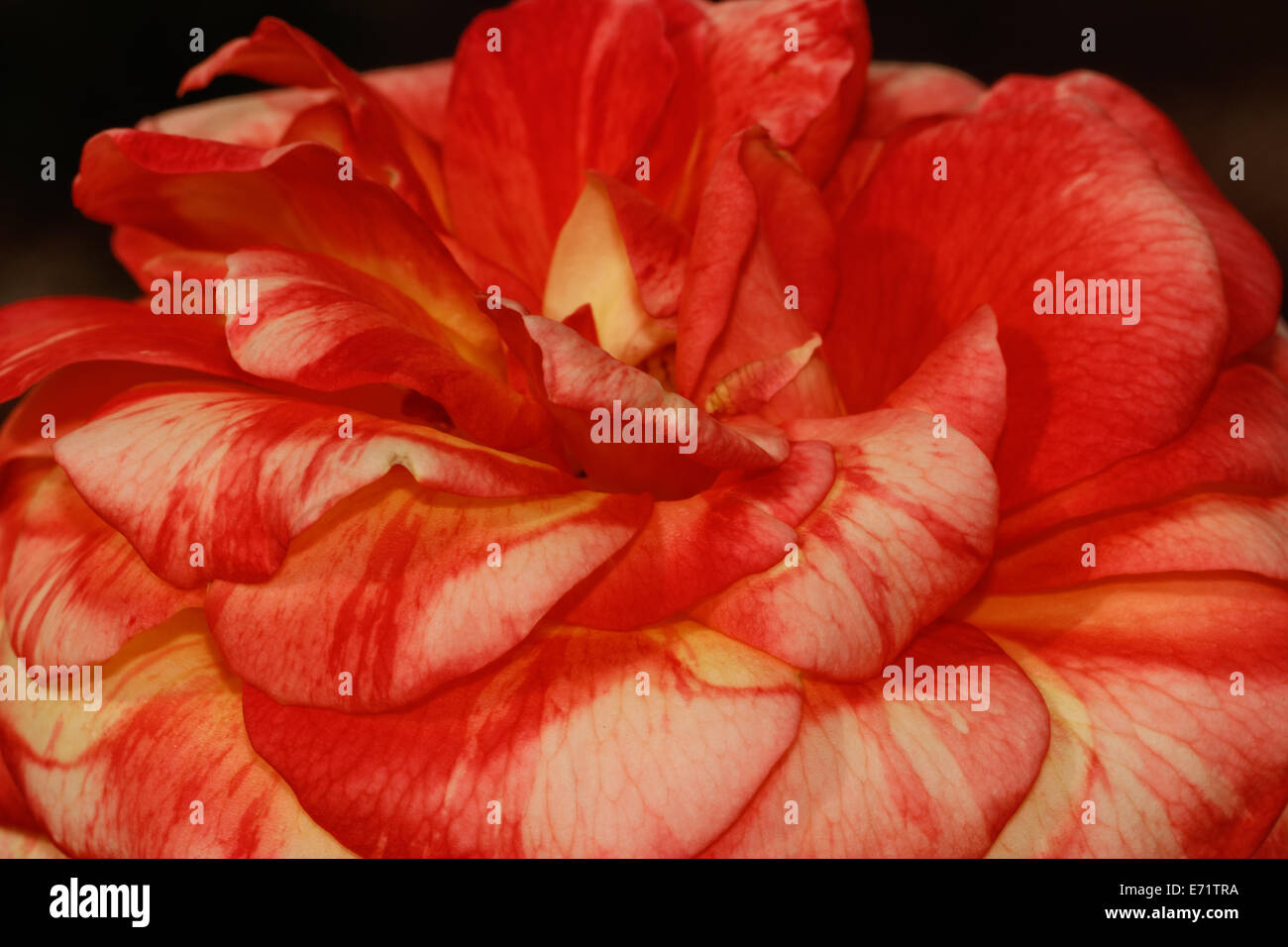 Yellow and Red Rose Stock Photo - Alamy