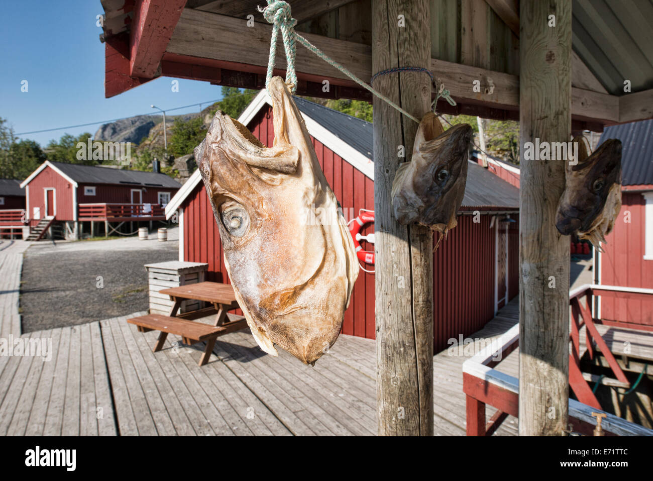 Cod fish head hi-res stock photography and images - Alamy