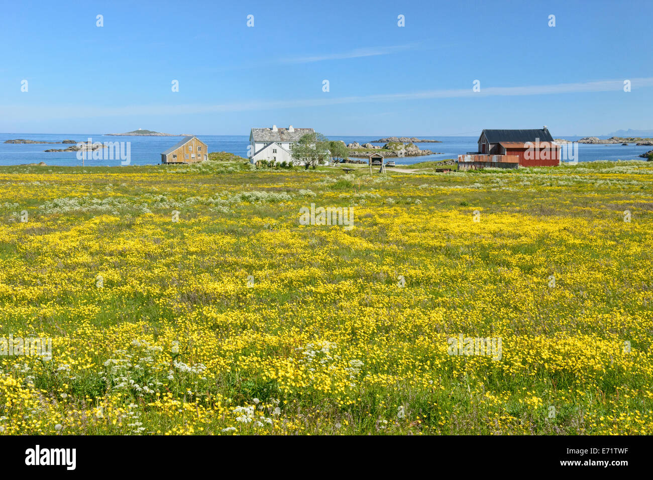 Flower norway lofoten hi-res stock photography and images - Alamy