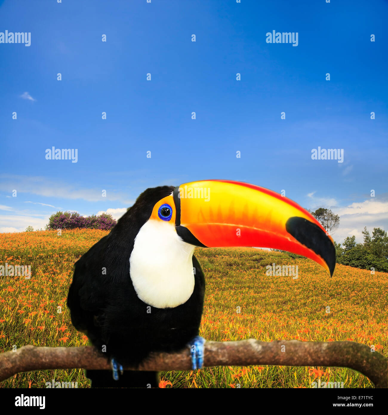 Tucan hi-res stock photography and images - Alamy