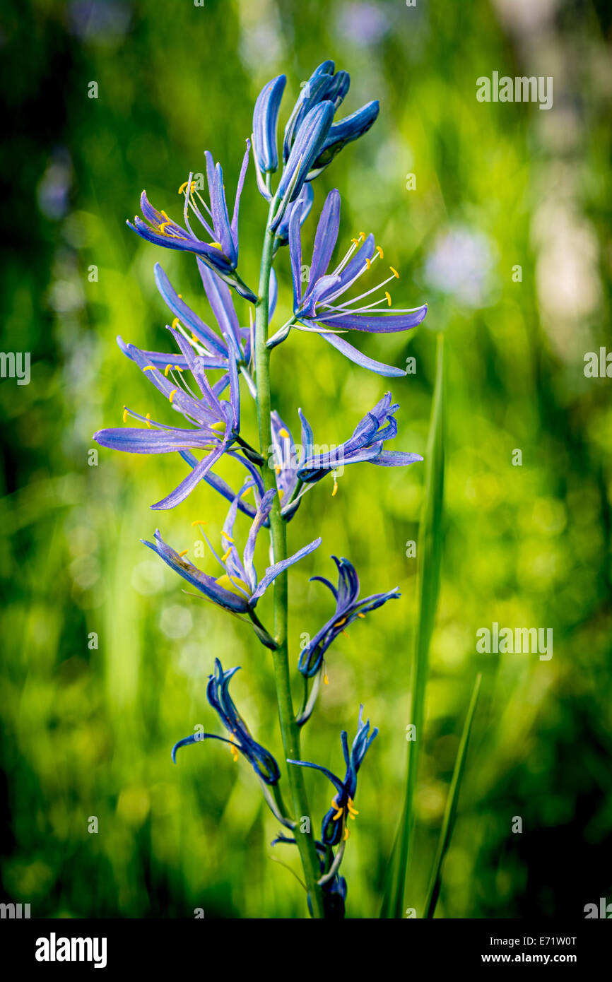 Spring flower blue lily in nature Stock Photo - Alamy