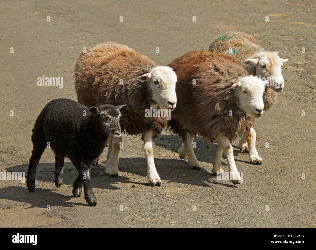 Three Herdwick sheep, British heritage breed ,with brown wool and white ...