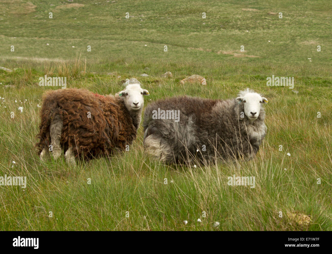 Herdwick sheep, British heritage breed with brown wool and white faces ...